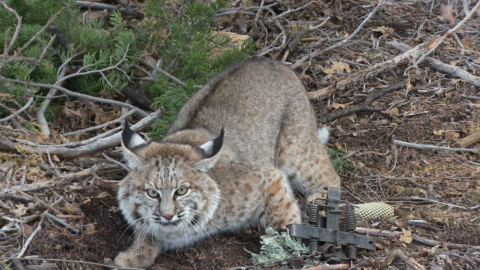 CATITUDE LURE - Western Cats Inc