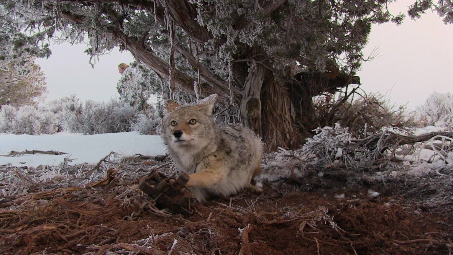 WESTERN PREDATOR BAIT - Western Cats Inc